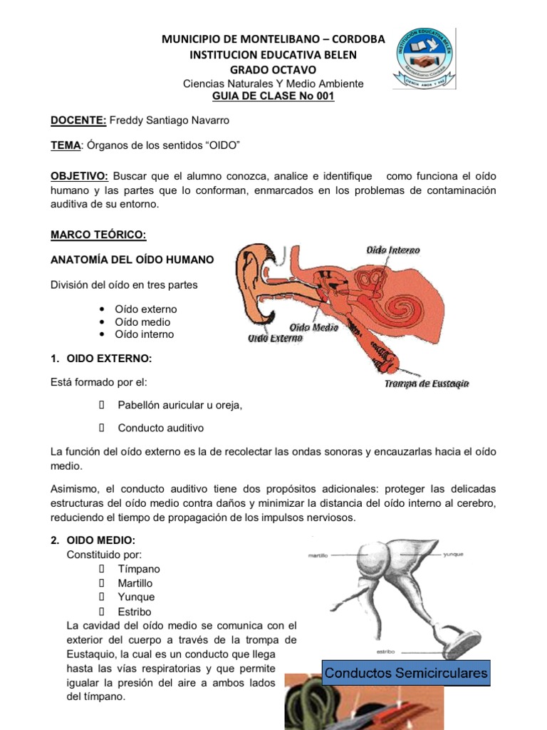 Órganos del oído y sus funciones | PDF | Oído | Escuchando