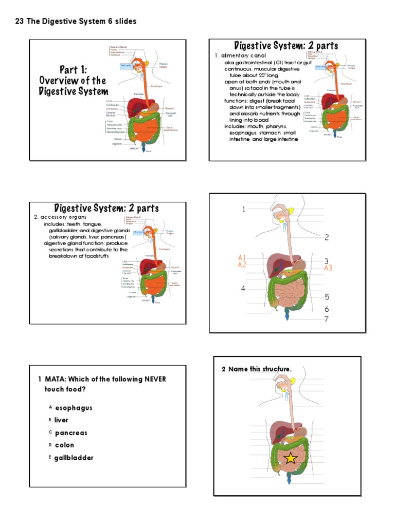 23 The Digestive System PDF | PDF | Human Digestive System | Stomach