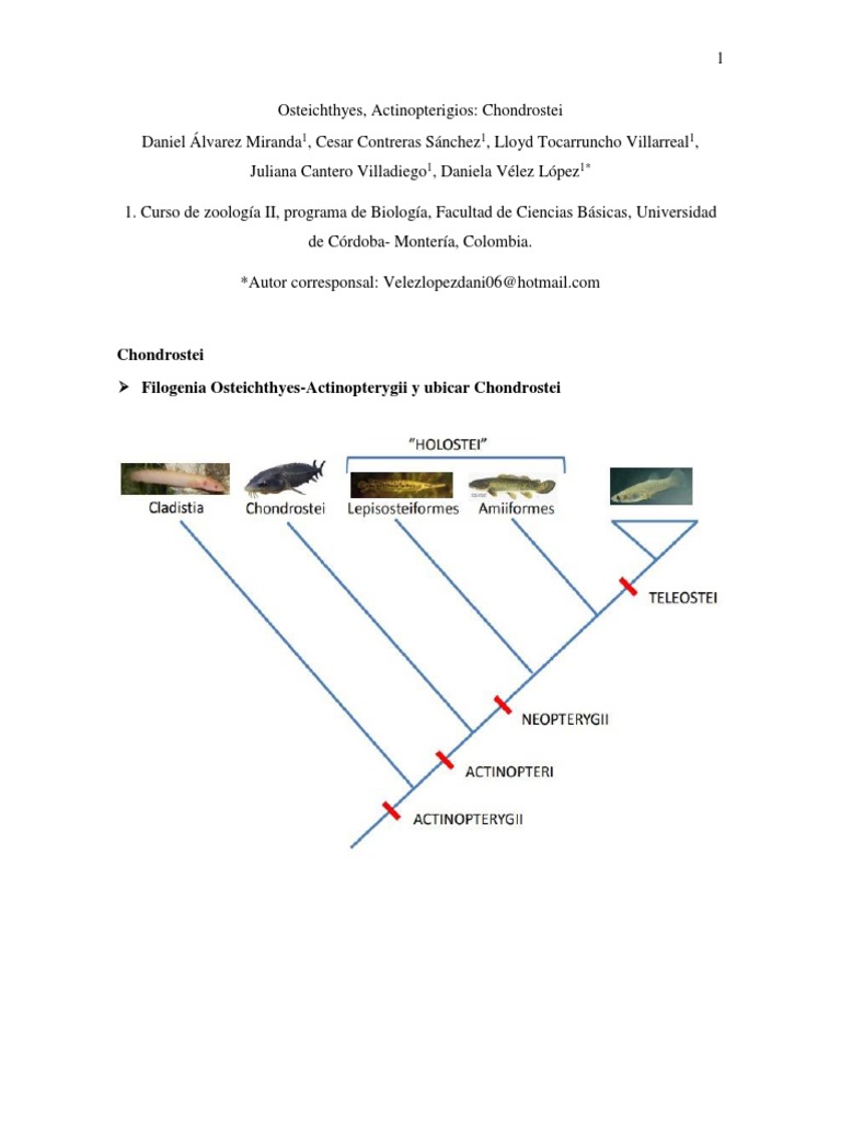 Chondrostei | PDF | Pescado
