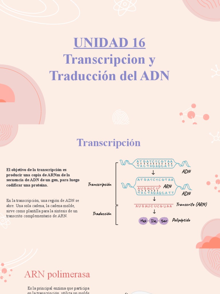 Transcripción y Traducción del ADN | PDF | Rna | Traducción (biología)