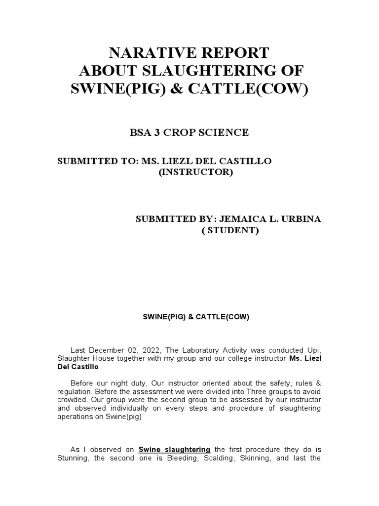 Narative Report About Slaughtering of Swinemaica | PDF | Animal ...