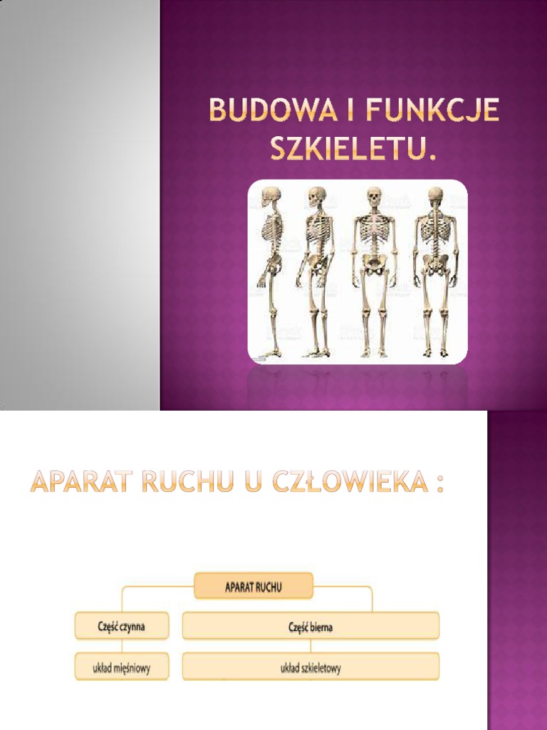 Budowa I Funkcje Szkieletu | PDF