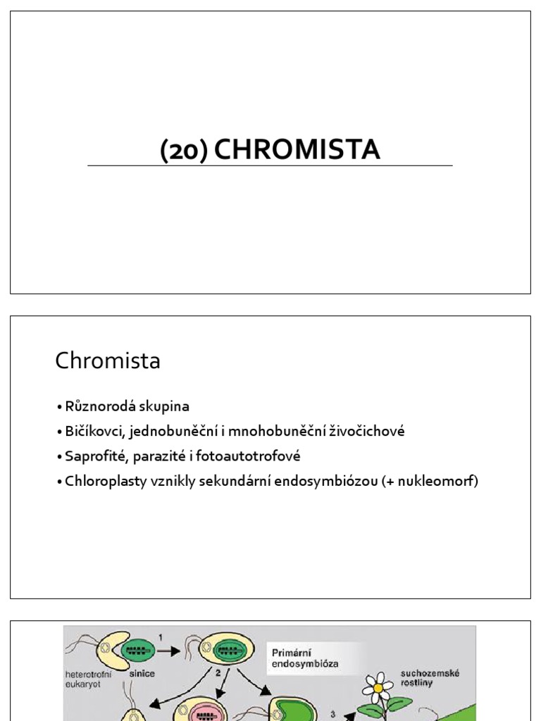 20) Chromista | PDF