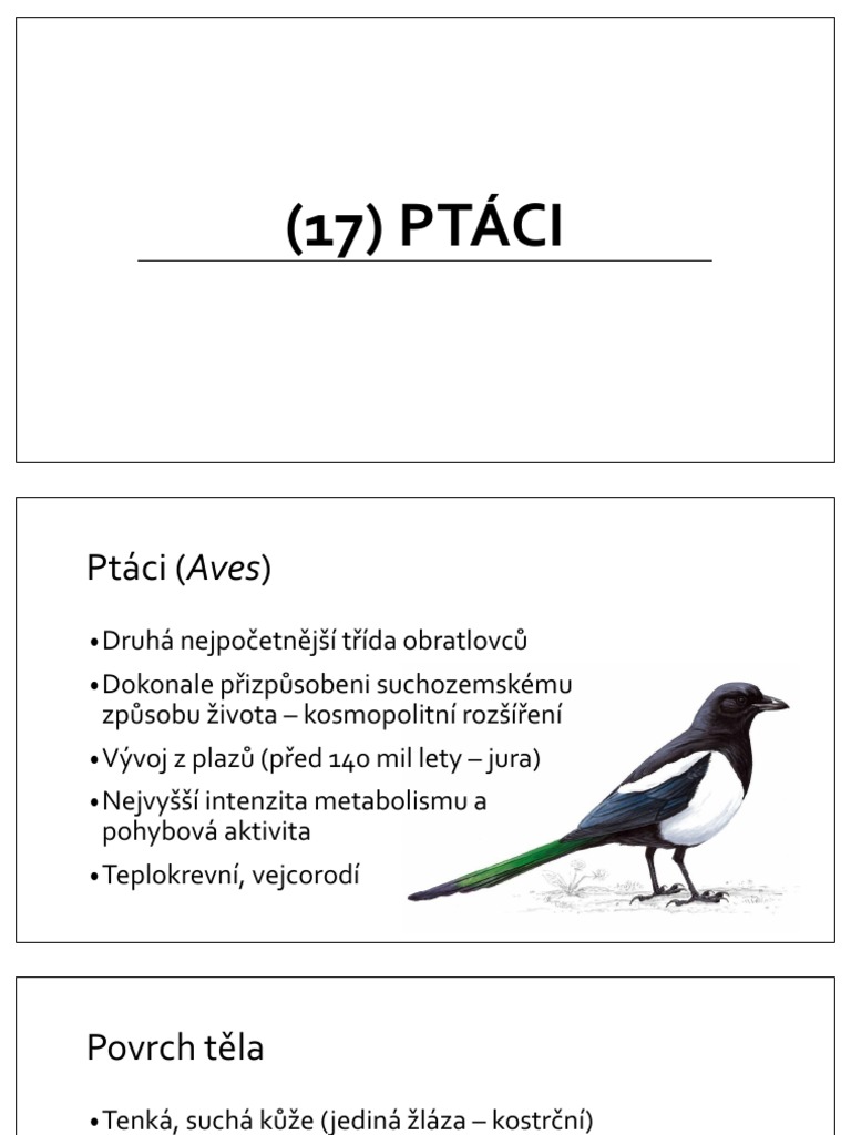 17) Ptáci PDF | PDF