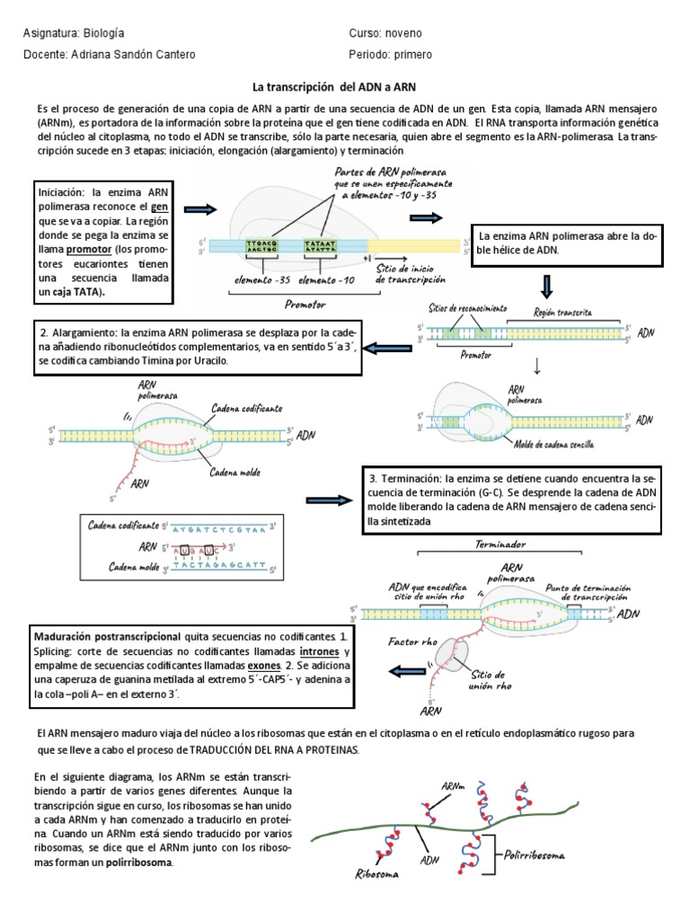 9-Transcripción de ADN A RNA PDF | Descargar gratis PDF | Rna | Messenger Rna