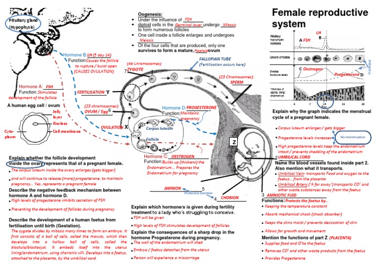 2.1 One Pager Female Reproduction MEMO | PDF | Menstrual Cycle ...