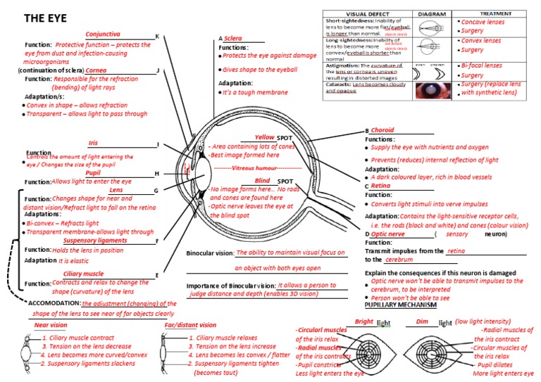 Structure and Function of the Eye | PDF | Eye | Human Eye