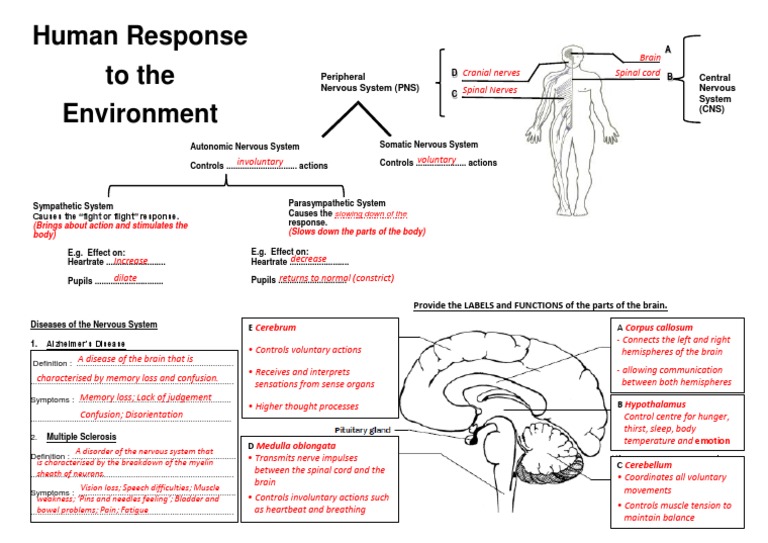 6.1 One Pager Nervous System - MEMO | PDF | Central Nervous System ...