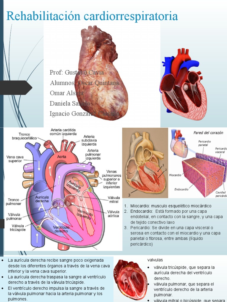 Anatomia y Fisiologia Del Corazon | PDF | Ventrículo (corazón) | Tórax ...