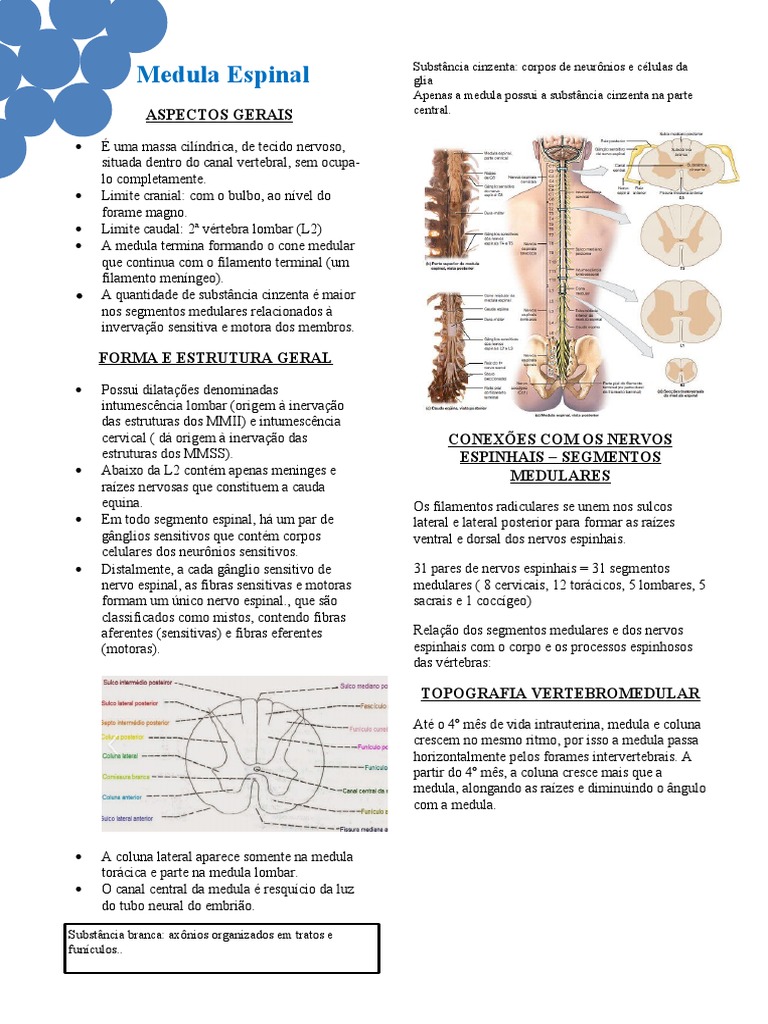 Medula Espinal | PDF | Medula espinhal | Nervo