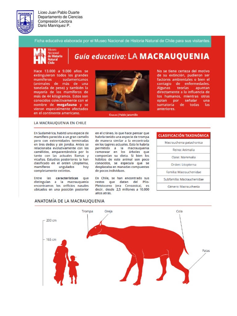 Comprensión Lectora La Macrauquenia PDF | PDF | Megafauna | Evolución