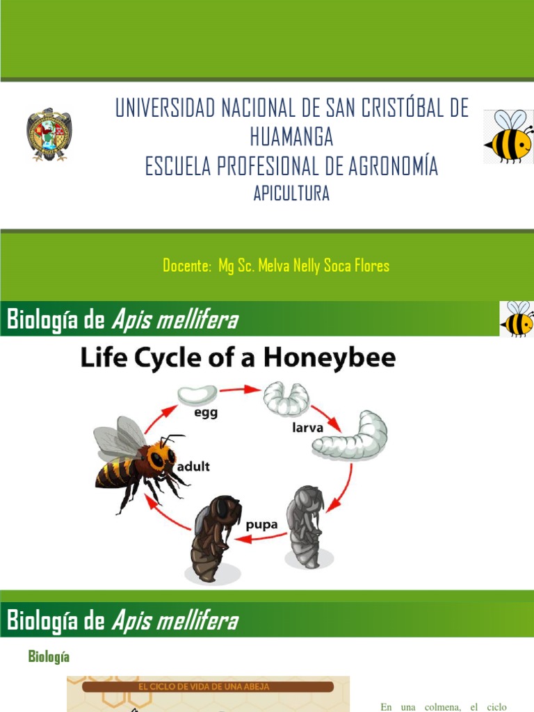 Ciclo de Vida y Partenogénesis en Abejas | PDF | Western Honey Bee ...