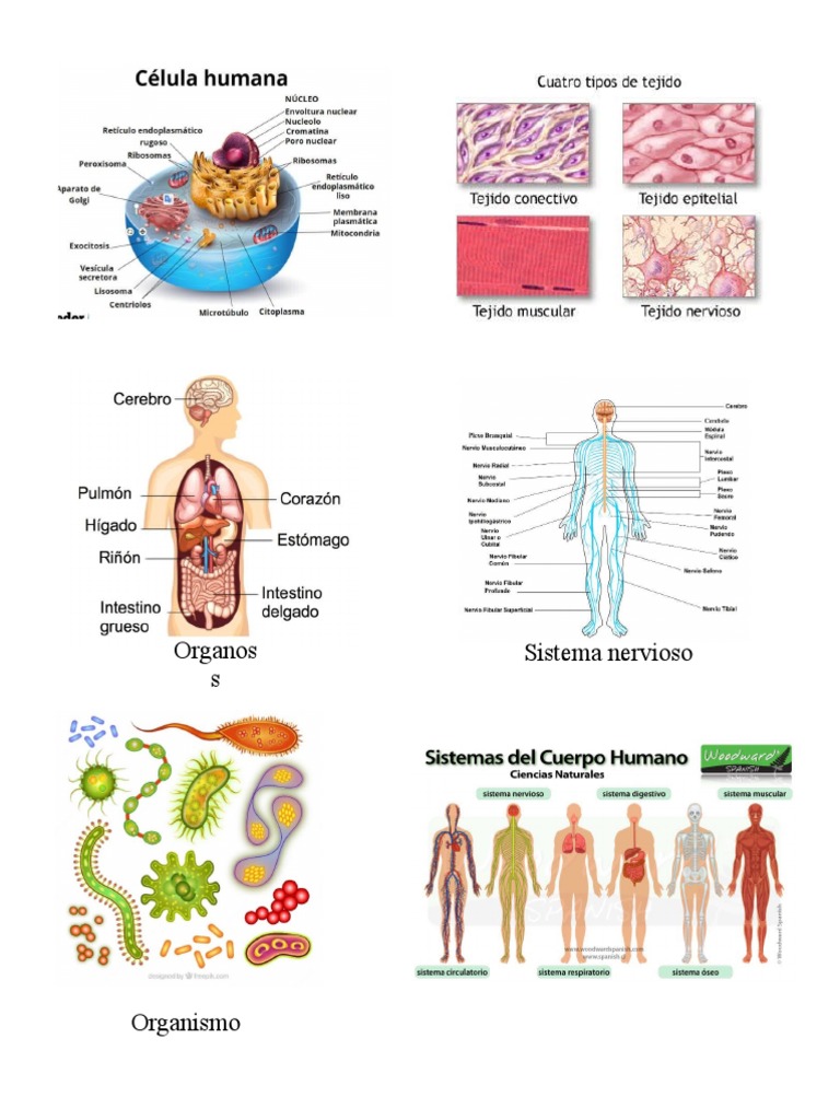Partes Del Cuerpo Humano | PDF