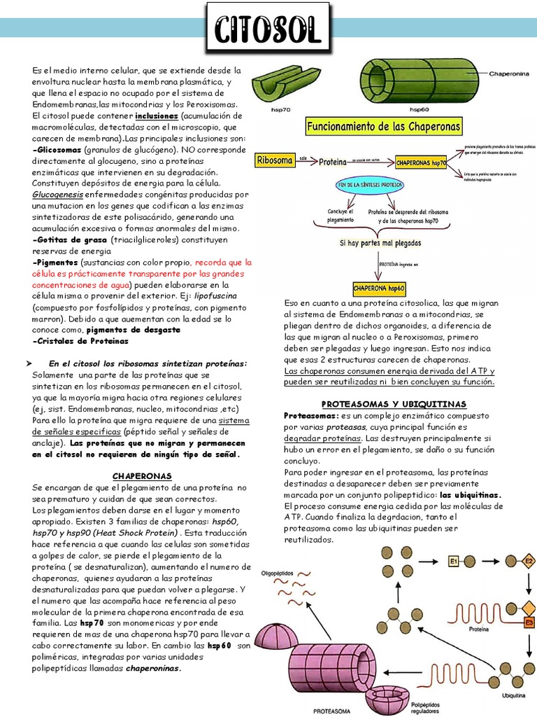 RESUMEN BIOCEL 2.4 Citosol, Citoesqueleto y Motilidad | PDF | Microtúbulos | Músculo