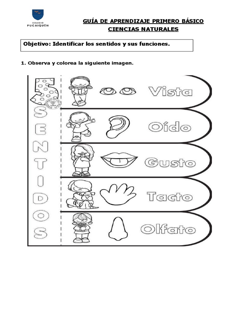 Guia de Los Sentidos Clase 1. | PDF