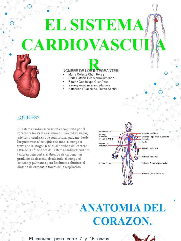 Sistema Circulatorio. | PDF | Corazón | Sistema circulatorio