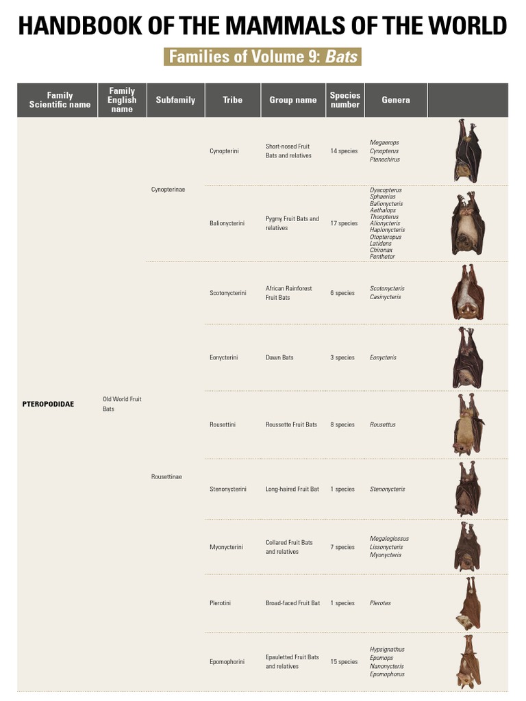 Lynx | PDF | Bat | Mammal Taxonomy
