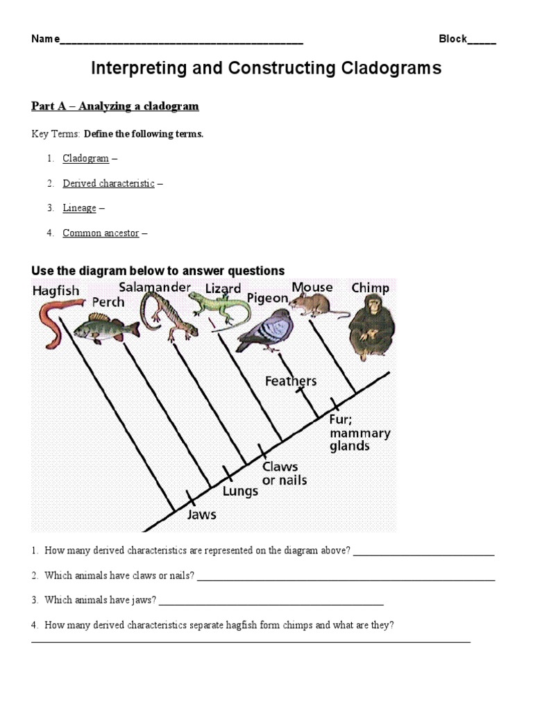 Cladogram Lab | PDF | Organisms