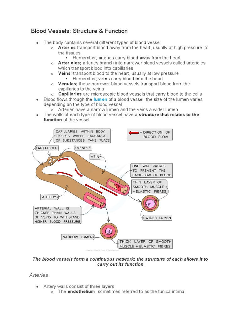 Transport System 2 | PDF | Artery | Blood Vessel