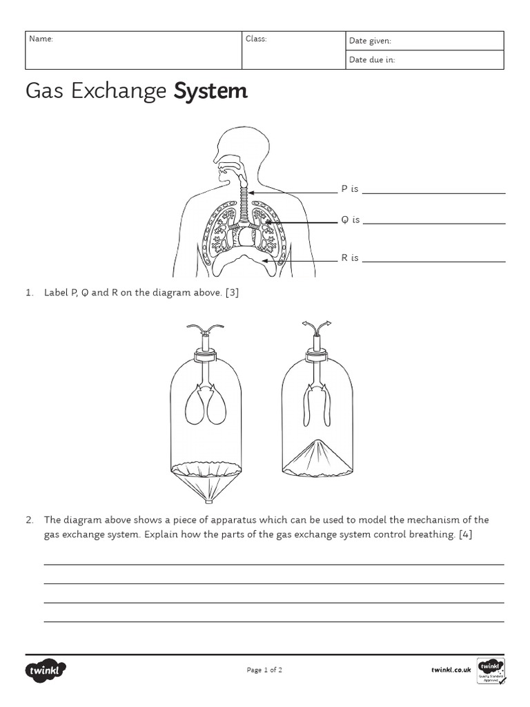 t3 SC 307 ks3 Gas Exchange Homework Activity Sheet - Ver - 2 PDF | PDF ...