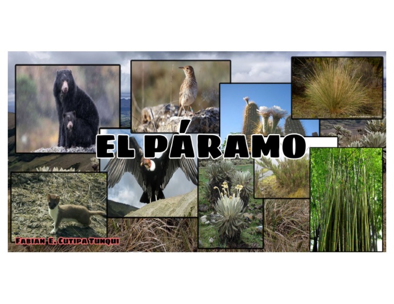 Collage Del Paramo | PDF