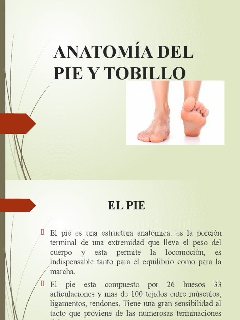 Anatomía del Pie y Tobillo | PDF | Pie | Músculo
