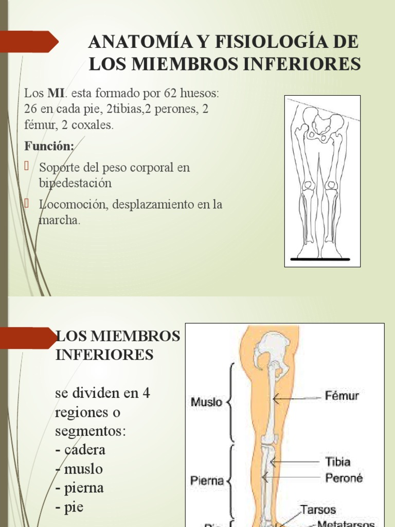 Anatomia y Fisiologia de Los Miembros Inferiores | PDF | Sistema ...