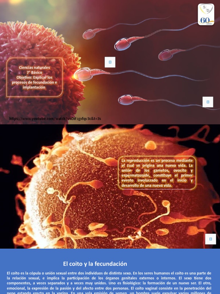 Fecundacion | PDF | Relaciones sexuales | Sistema reproductivo