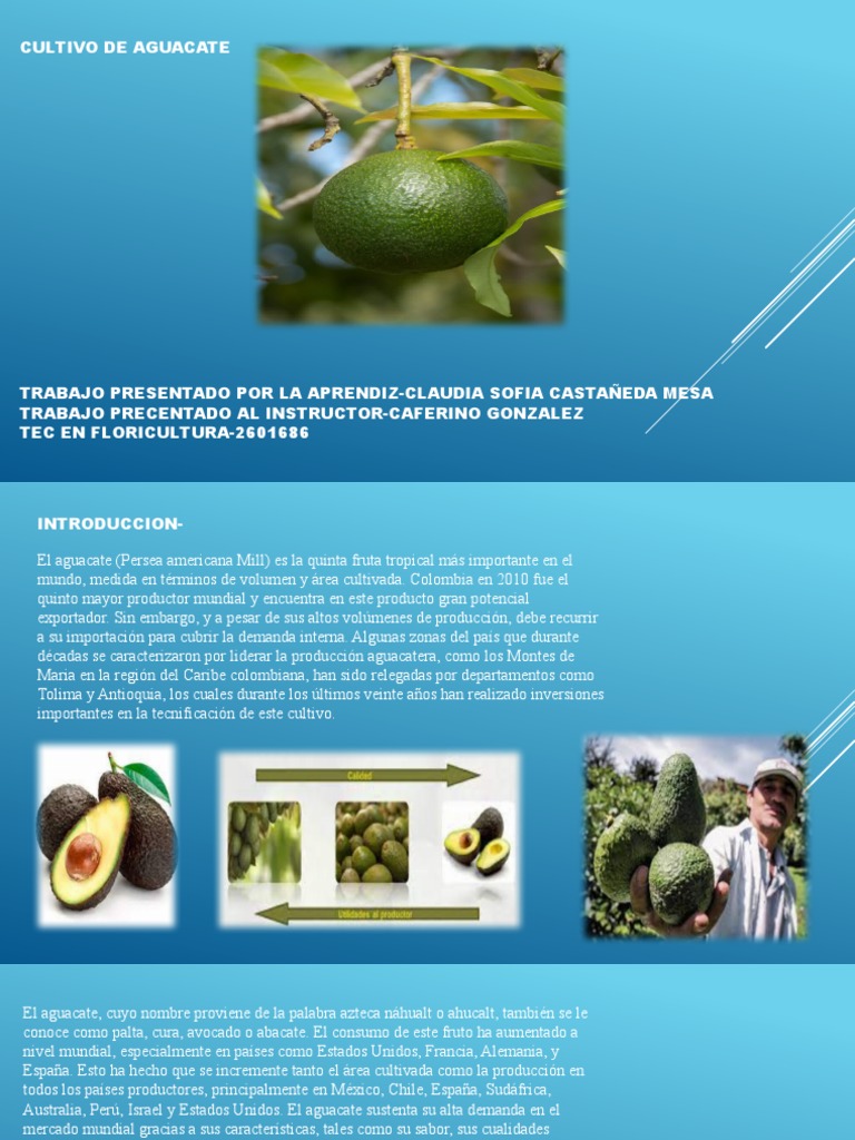 AGUACATE | PDF | Aguacate | Agricultura