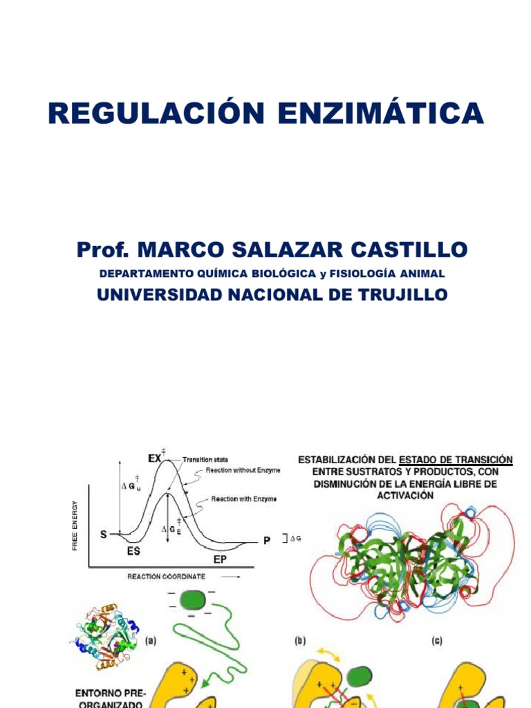 Regulación Enzimática | PDF