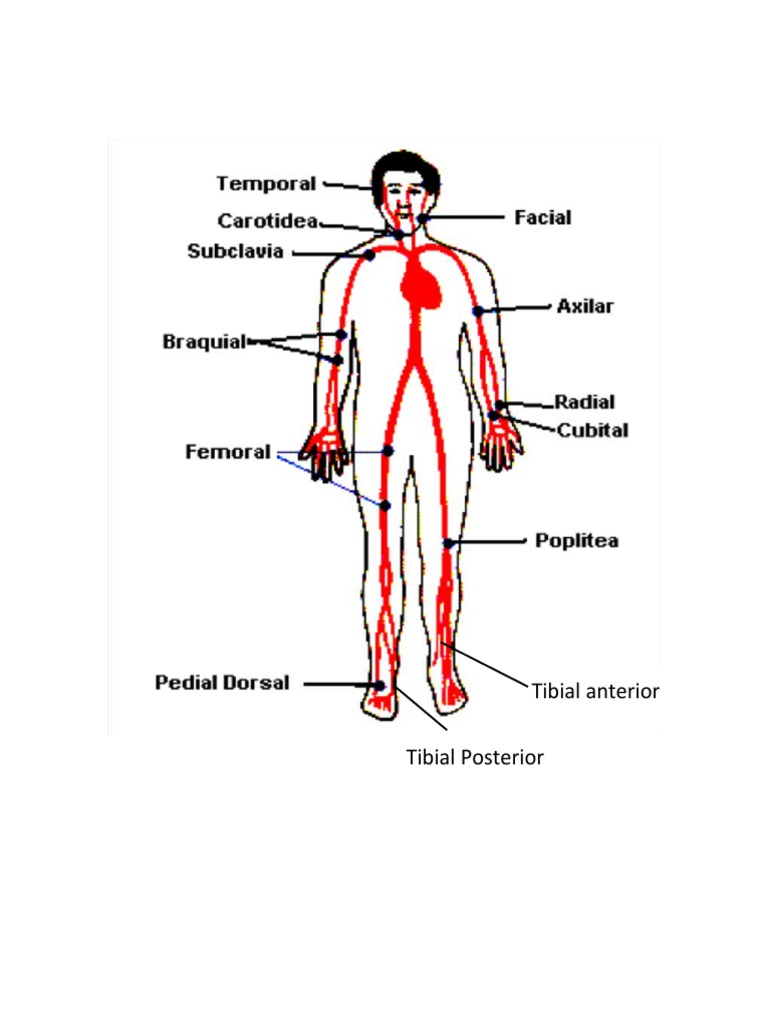Ubicacion de Los Pulsos | PDF