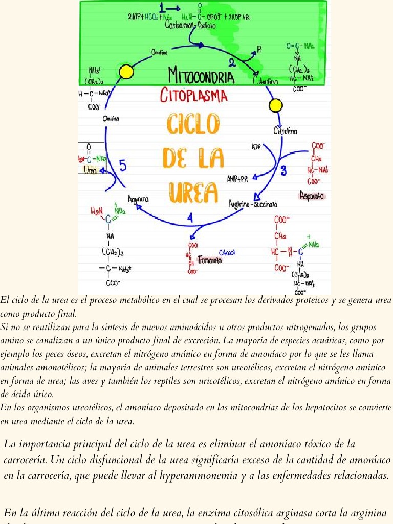 Ciclo de Urea Bioquimica | PDF