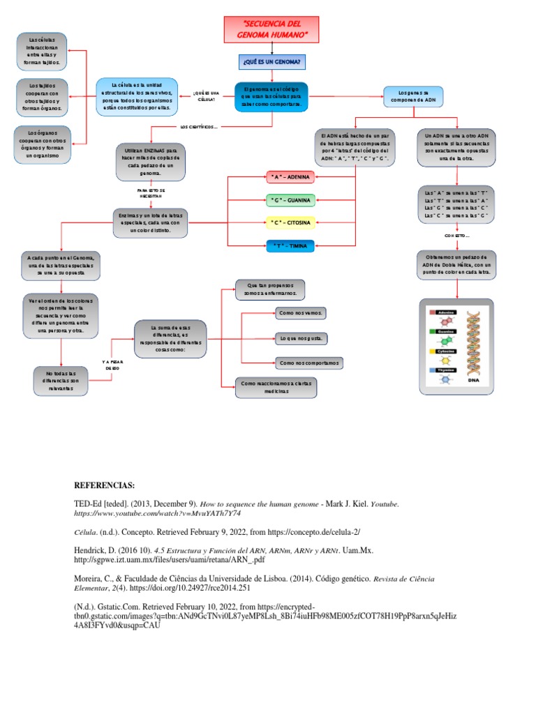 Mapa Conceptual "Secuencia Del Genoma Humano" | PDF | Adn | Rna