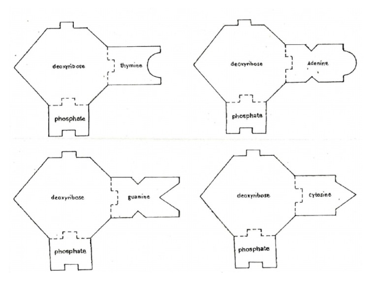 Dna Template | PDF