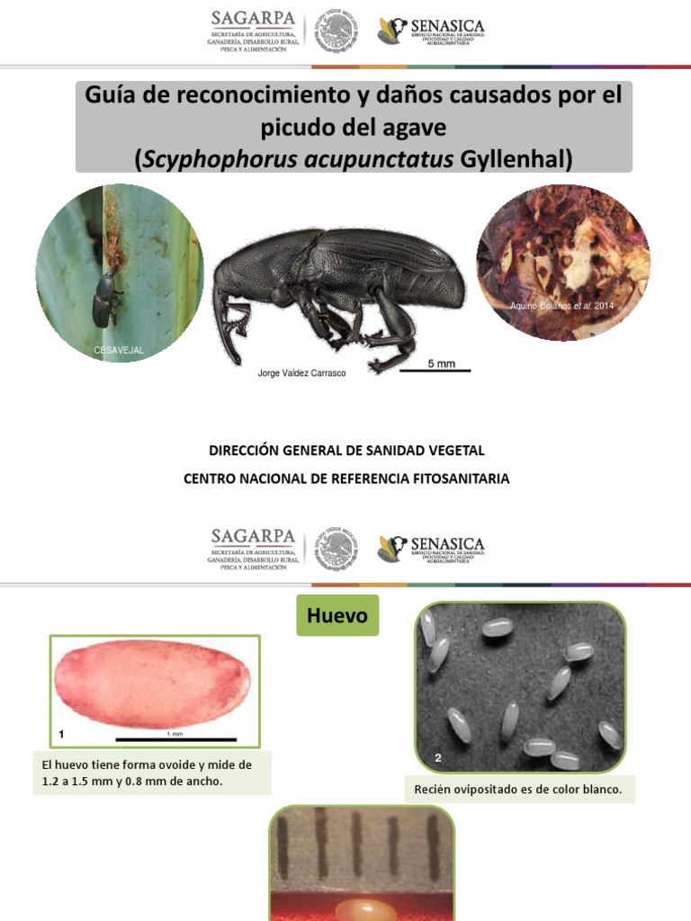 Guía sobre el picudo del agave | PDF | Insectos | Plantas