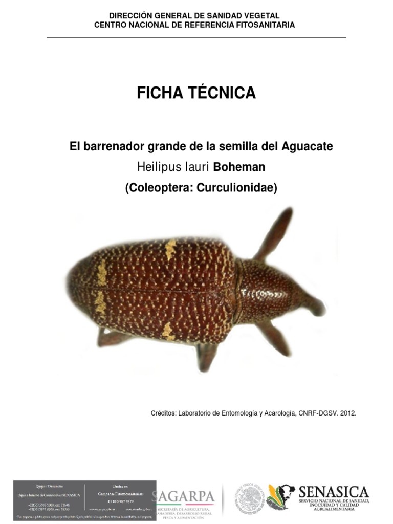 2021 Ficha T Cnica Helipus Lauri EPF 2016 1 PDF | PDF | Control biológico de plagas | Aguacate