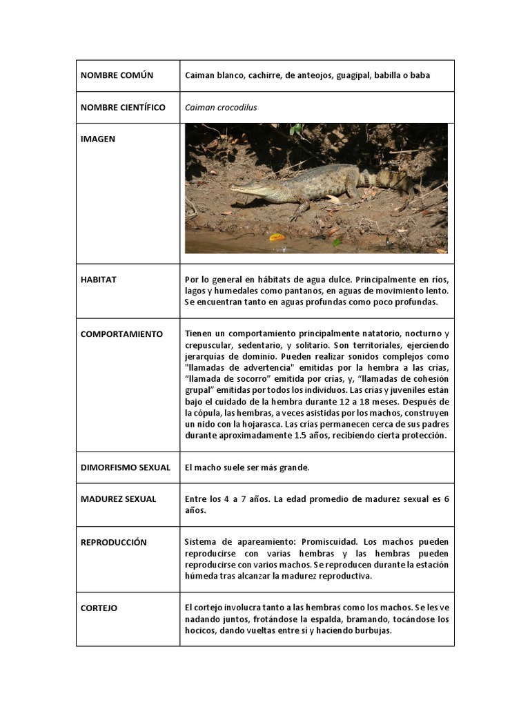 Características del Caimán Blanco | PDF | Caimán | Hembra