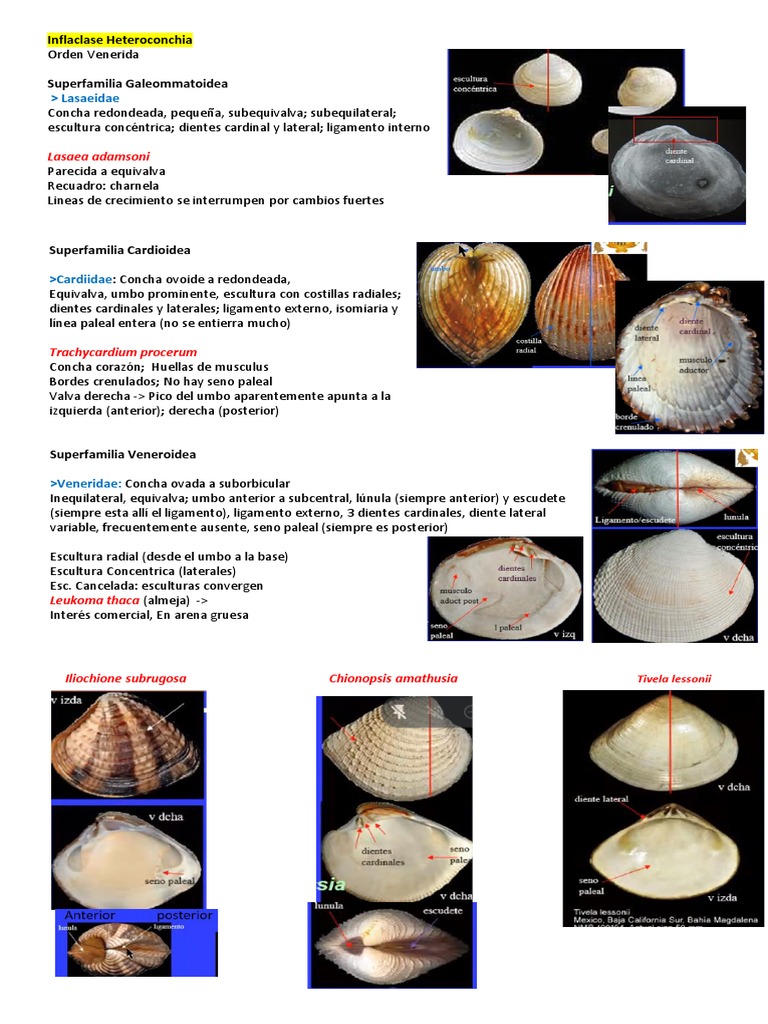 Clase 2 de Invertebrados Acelomados | PDF