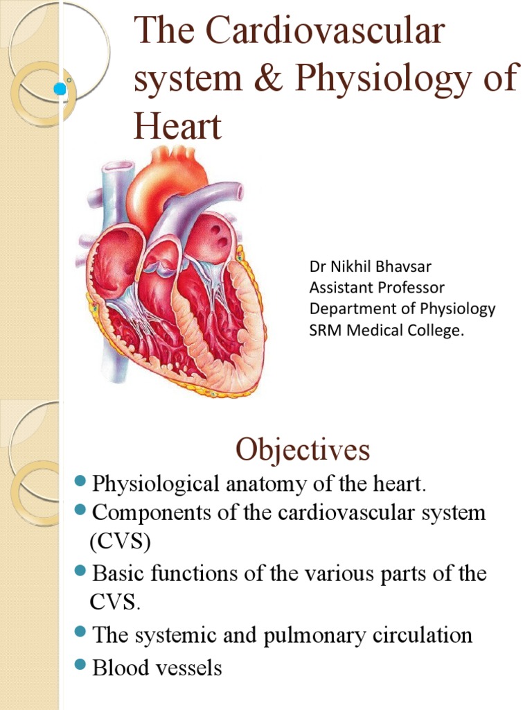 CVS Physiology of Heart | PDF | Heart | Cardiac Muscle