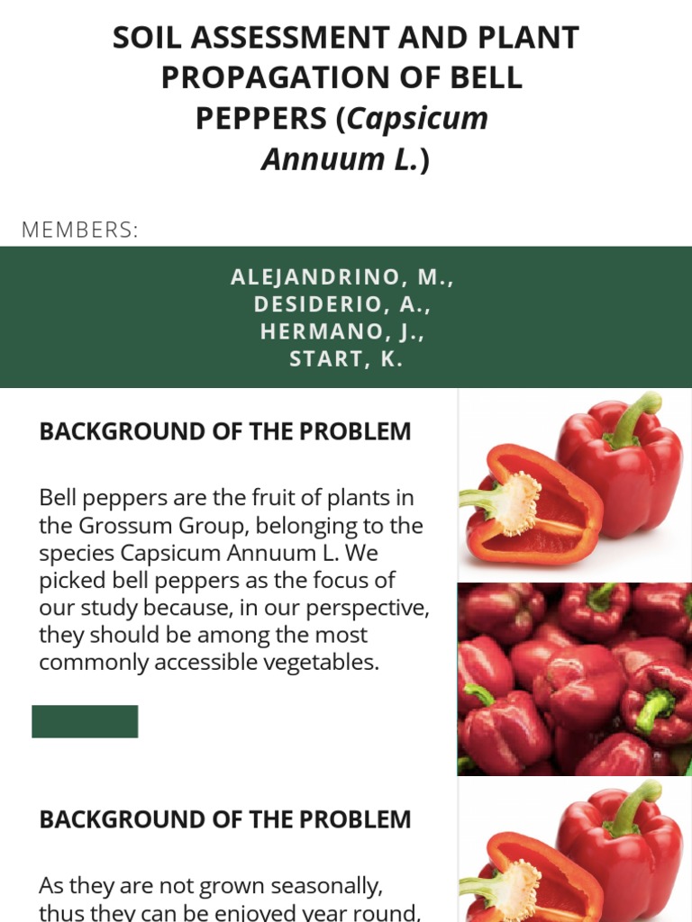 SOIL ASSESSMENT AND PLANT PROPAGATION OF BELL PEPPERS (Capsicum Annuum ...