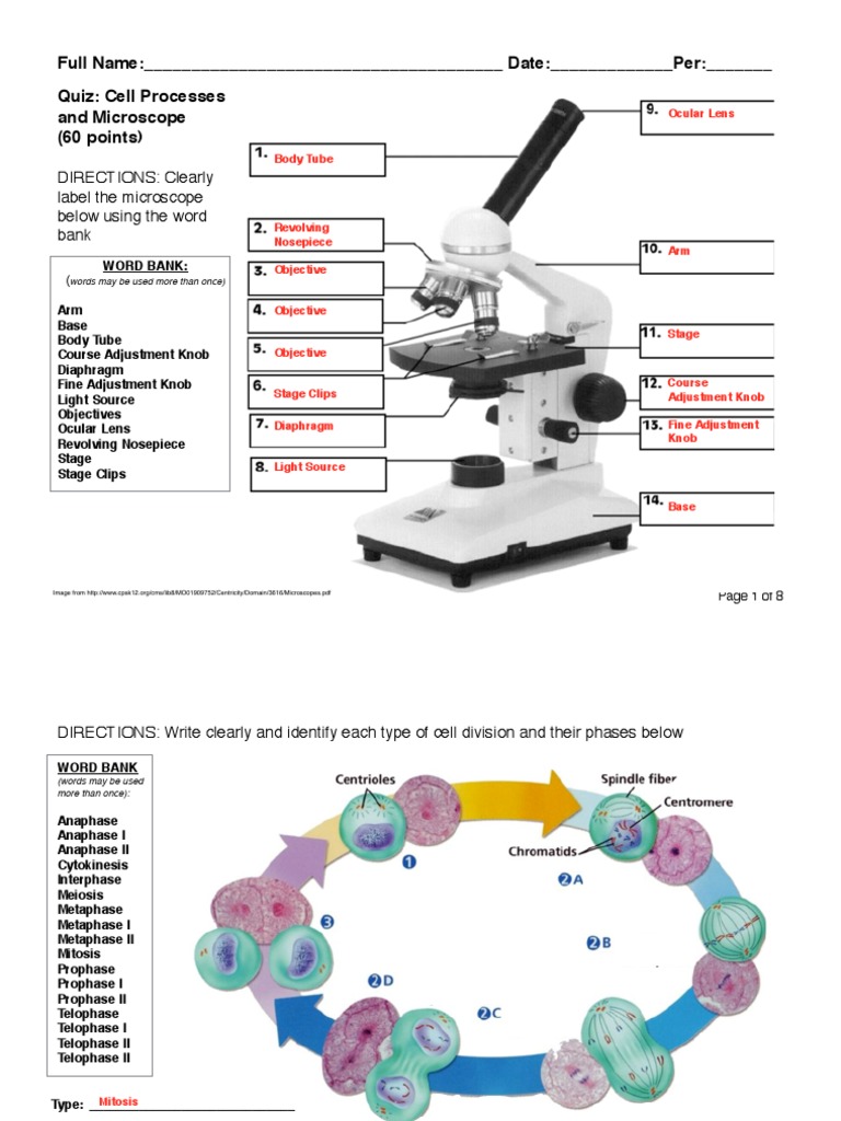 Cell Processes and Microscope Quiz KEY | PDF | Meiosis | Mitosis