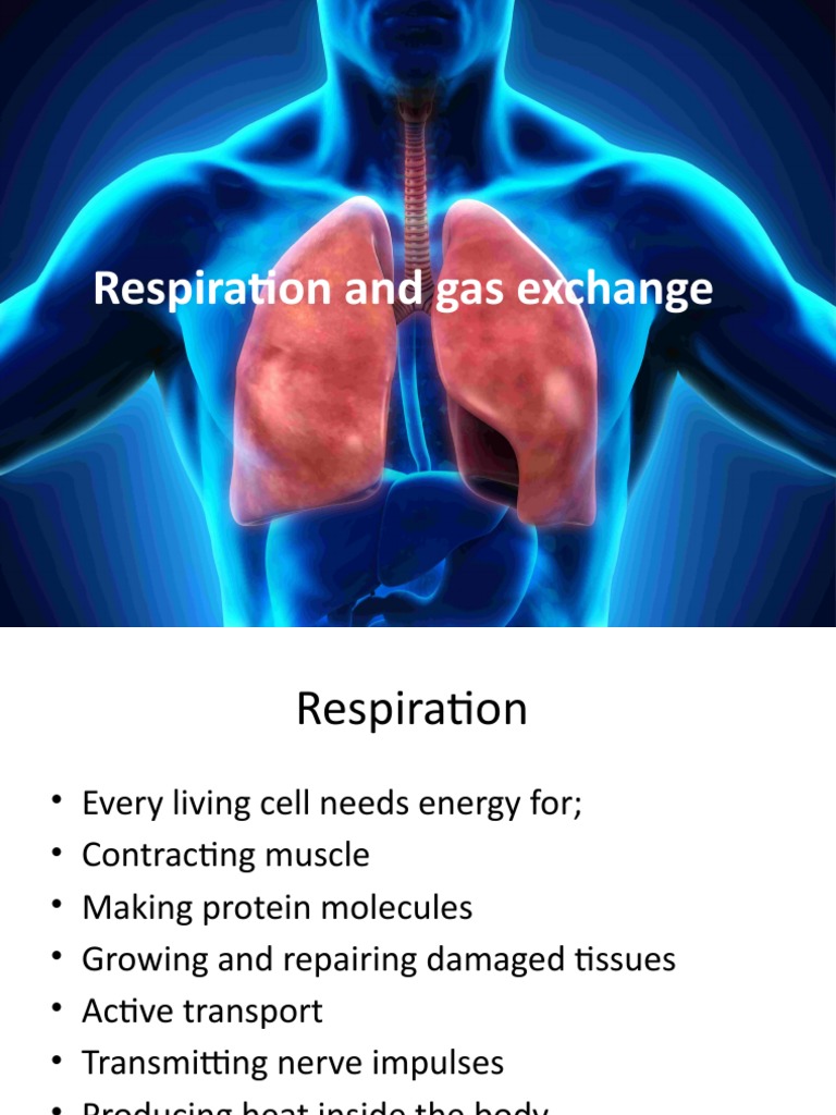 Human Respiration and Gas Exchange | PDF | Breathing | Cellular Respiration