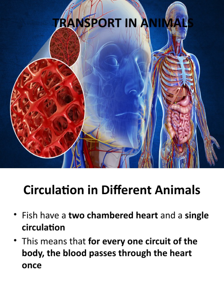 Transport in Animals | PDF | Heart | Artery