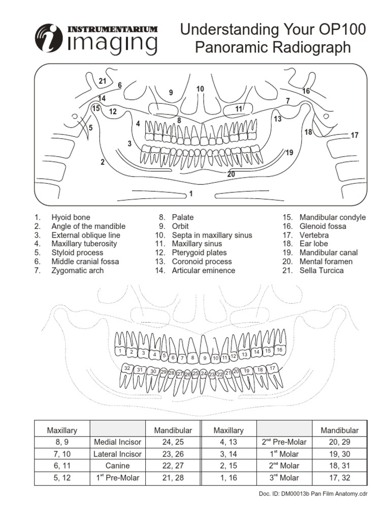 DM00013b Pan Film Anatomy | PDF | Musculoskeletal System | Human Head ...