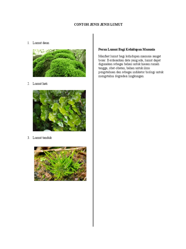 Contoh Jenis Jenis Lumut | PDF