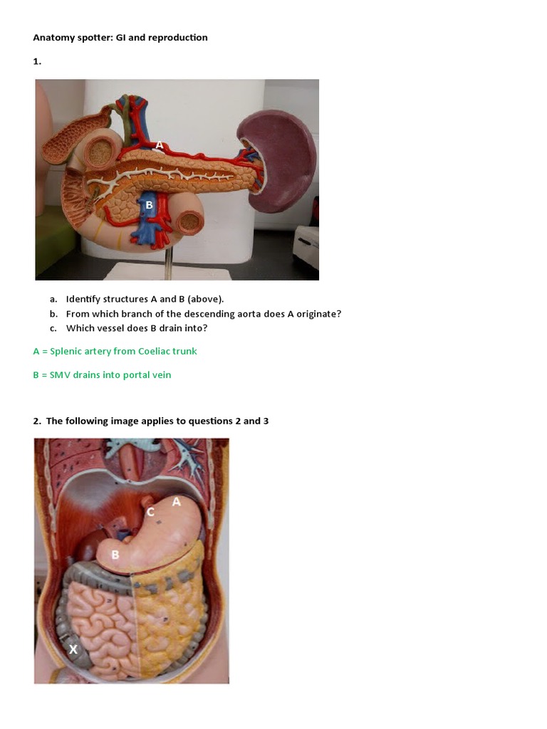 Anatomy Spotter GI and Repro Answers Final | PDF | Esophagus | Stomach