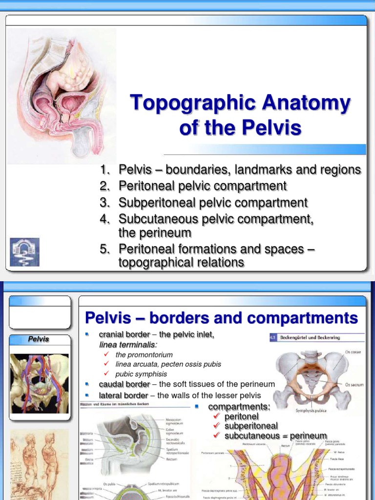 Topographic Anatomy of The Pelvis PDF | PDF | Pelvis | Uterus