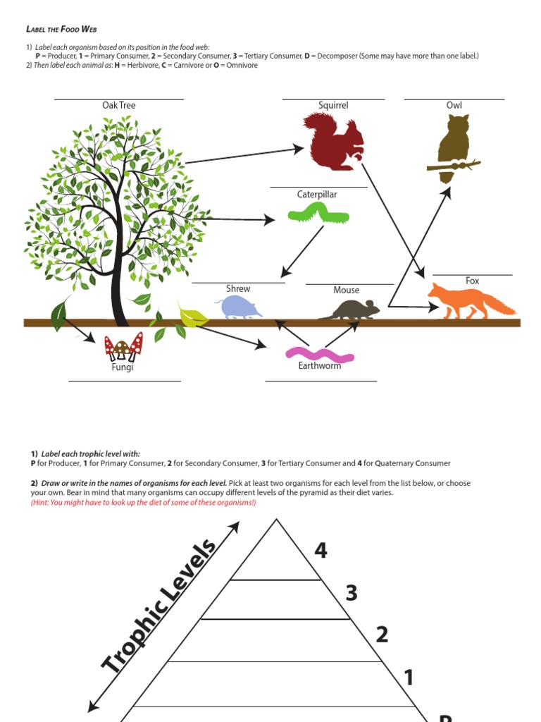 Food Web and Trophic Levels Guide | PDF | Food Web | Herbivore