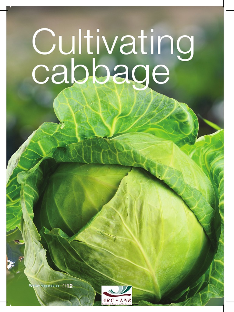 Cultivating | PDF | Cabbage | Broccoli
