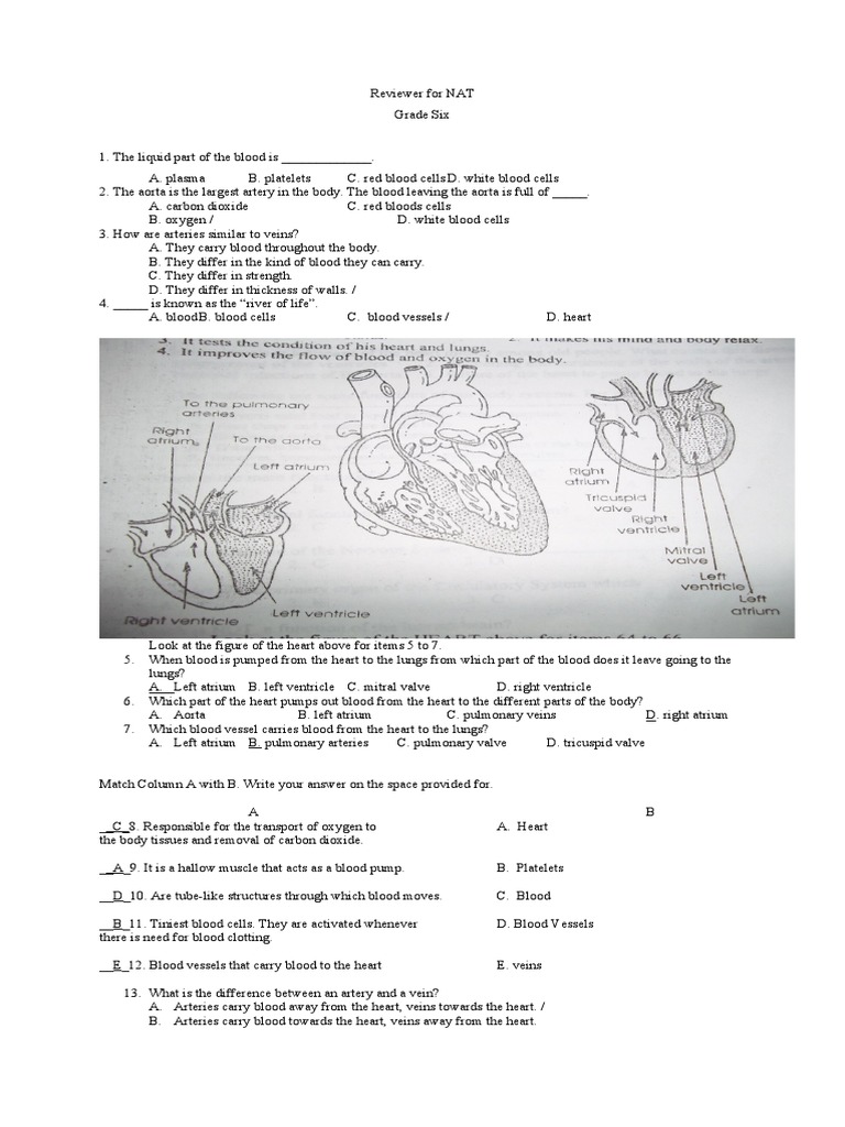 Science 6 Nat Reviewer | PDF | Blood | Vein